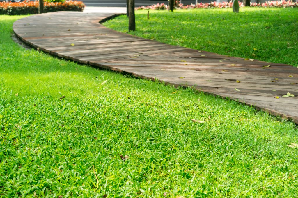 Mau Halaman Rumah Jadi Cantik? Coba 6 Jenis Rumput Hias Ini - Vista ...