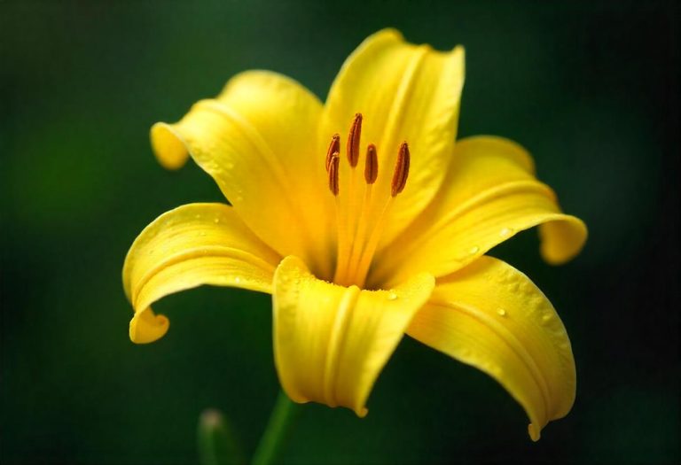 10 Tanaman Hias Bunga Kuning untuk Rumah. Hunian Cerah dan Berwarna ...