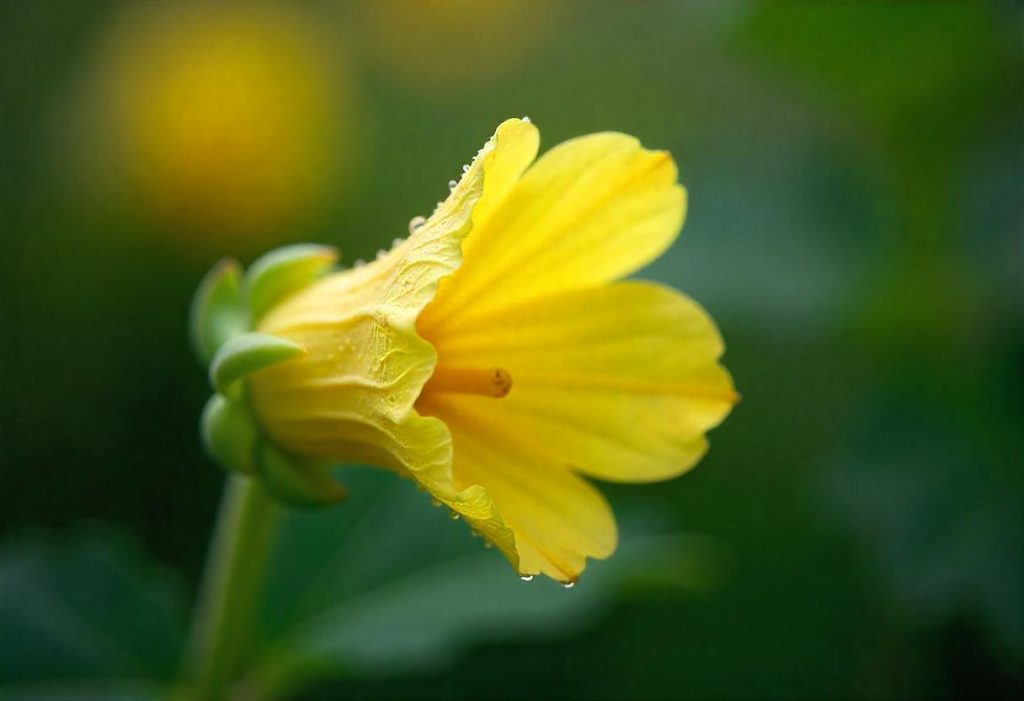 10 Tanaman Hias Bunga Kuning untuk Rumah. Hunian Cerah dan Berwarna ...